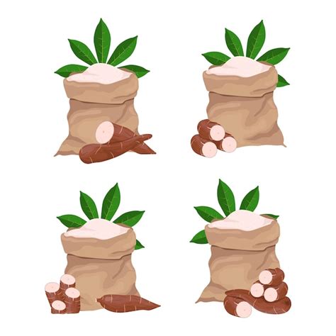 Premium Vector Vector Illustration Cassava Root And Leaves Isolated On White Background