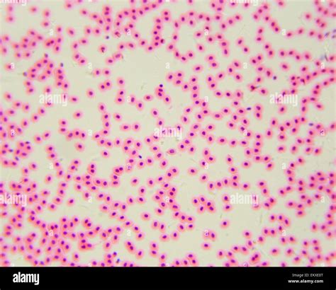 Human White Blood Cells Under Microscope