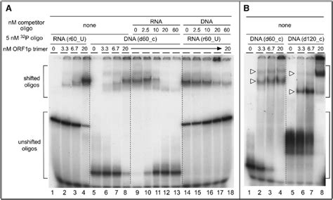Electrophoresis Of Orf1p Nucleic Acid Complexes We Carried Out These