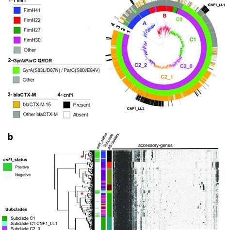 Distribution Of Phylogroups And Sequence Types Among E Coli Download Scientific Diagram