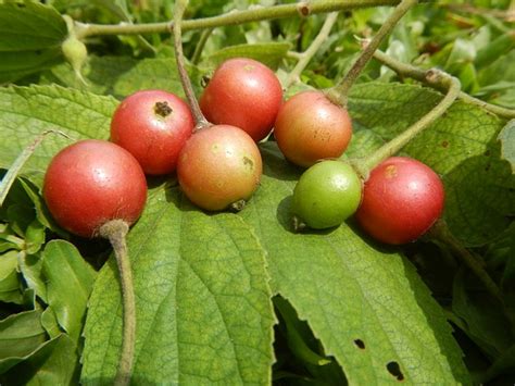 Health Benefits We Can Get From Aratiles Fuit Or Mansanitas