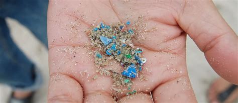 Microplastics In Australian Freshwater Fish