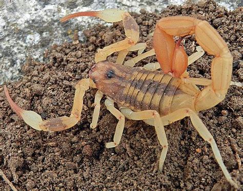 Ciencia Unam El Alacrán De Colima Centruroides Tecomanus Ha Sido