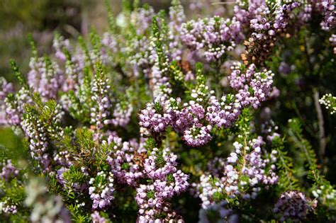 Cornish Heath Atau Erica Vagans Atau Bunga Merah Muda Heath Mengembara Atau Foto Stok Unduh