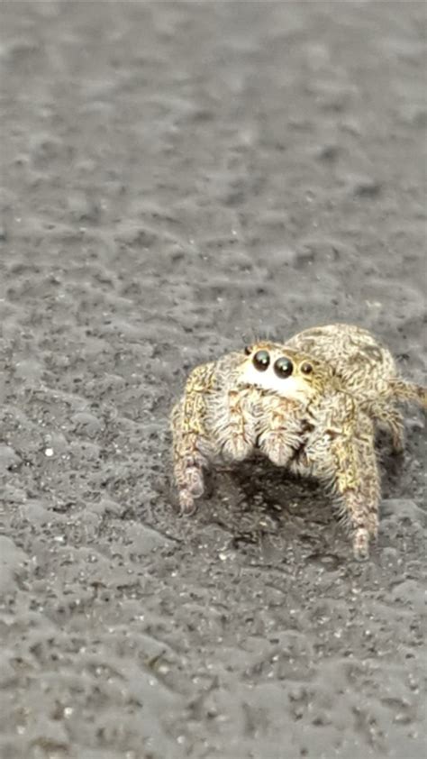 The Real Life Lucas The Spider R Aww