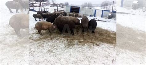 Свиньи живым весом купить в Орле Животные и зоотовары Авито