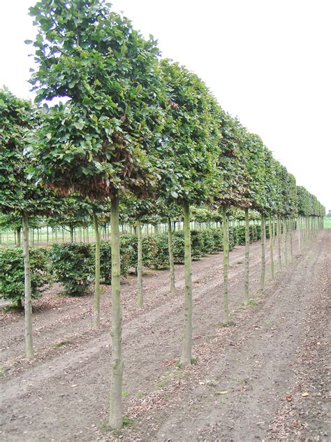 Best Pleached Trees Our Top 5 Trees We Recommend Practicality Brown