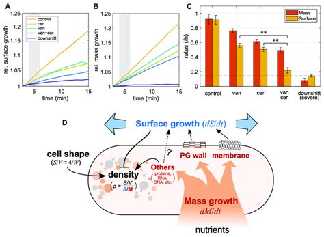 Simultaneous Inhibition Of Multiple Envelope Synthesis Pathways Download Scientific Diagram