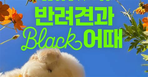 여기어때 블랙 큐레이션 강화반려견 기프트 패키지 출시