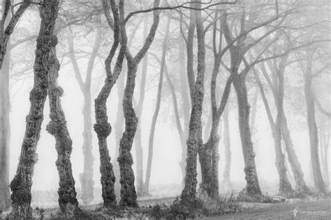 Bark Best On Black Hit The M Website