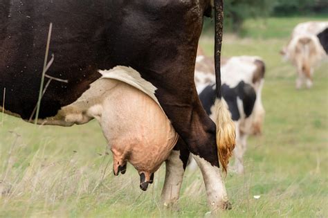 Schwarzweiße Kuh Mit Großem Vollen Euter Auf Grünem Gras Auf Einer