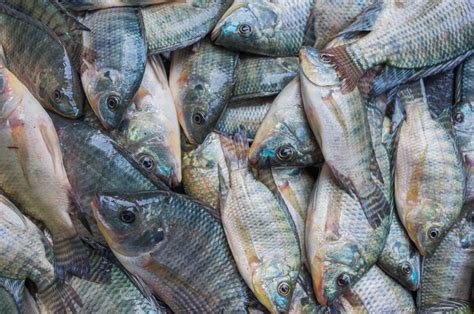 Masih Yakin Mau Makan Ikan Mujair Setelah Tahu 5 Fakta Mengejutkan Ini