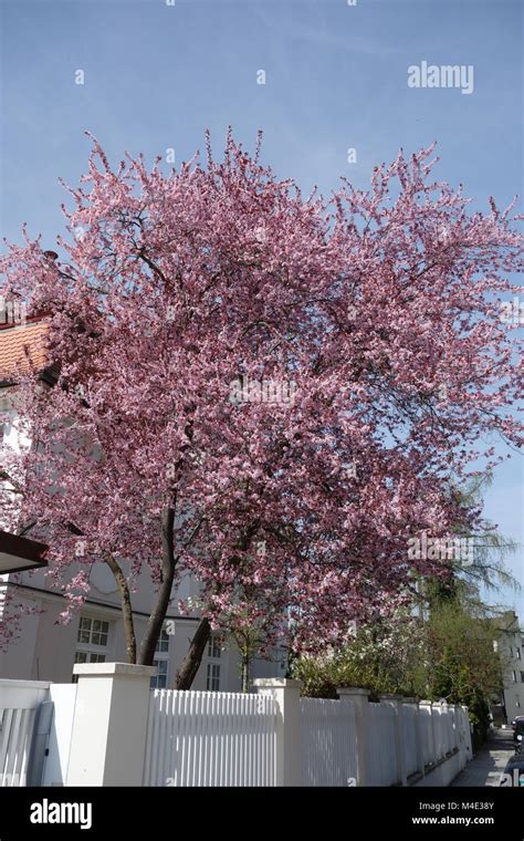 Prunus pissardi nigra Fotos und Bildmaterial in hoher Auflösung Alamy