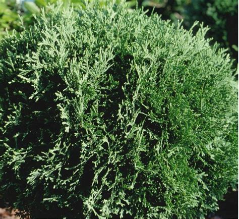 Hetz Midget Arborvitae Plant Library Pahls Market Apple Valley Mn