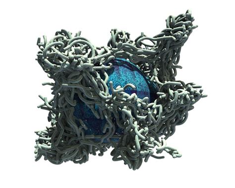 Physarealm Simulation Parametric House