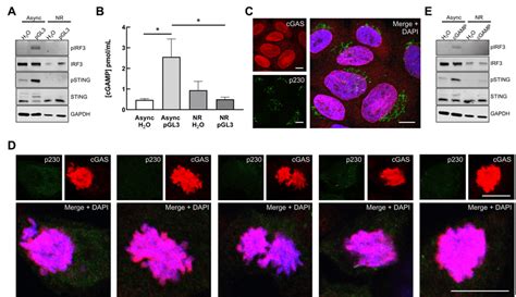 Cgas And Sting Are Non Responsive During Mitosis A Mitotic