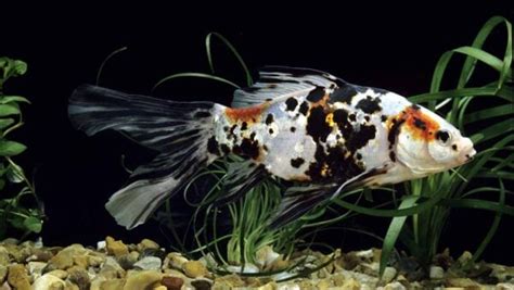 Columnaris Fish Disease Spotlight And Treatment Hygger