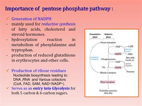 Pentose Phosphate Pathway Regulation Purpose And Impo