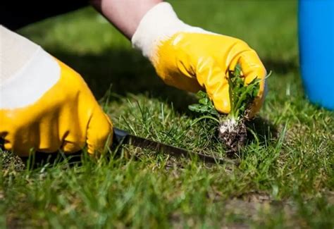 How To Repair Lawn Patches And Regrow Grass Fast