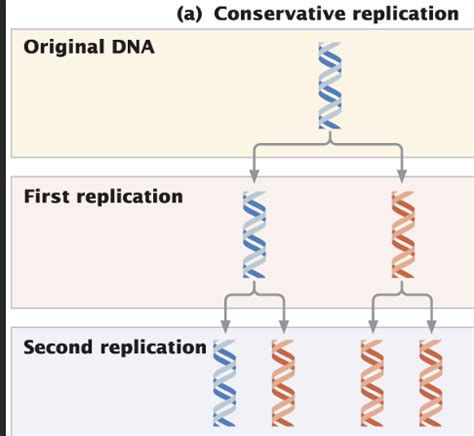 Genetics Chpt Exam Flashcards Quizlet
