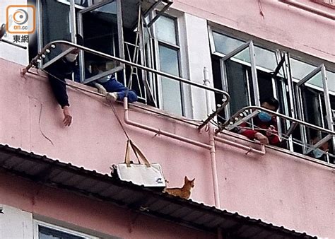 新蒲崗百厭幼貓跳出簷篷 消防愛協合力救回｜即時新聞｜港澳｜oncc東網
