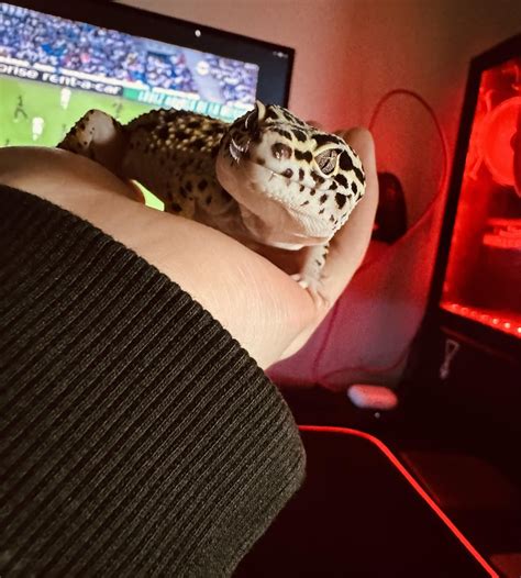 Anyone Else Name Their Gecks Before Knowing Their Sex 😅 This Is My