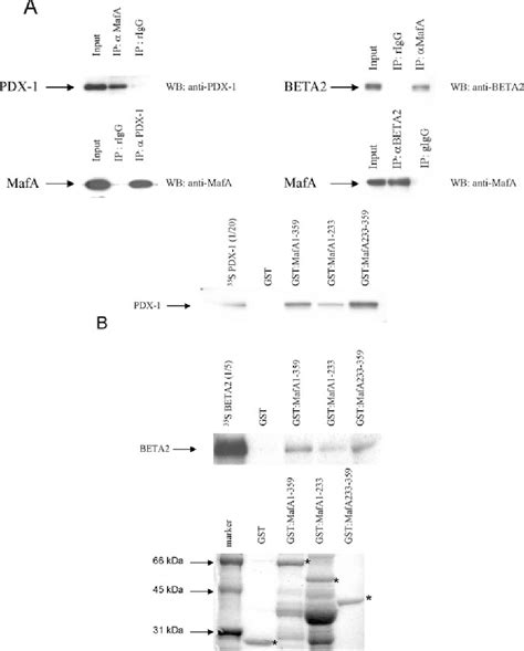 Figure 3 From The Islet β Cell Enriched Mafa Activator Is A Key