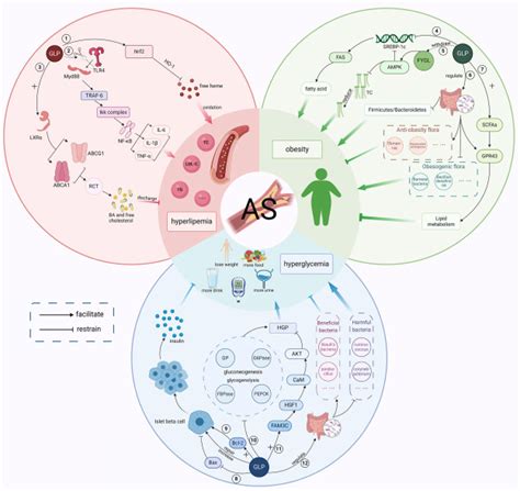 Research Progress Of Ganoderma Lucidum Polysaccharide In Prevention And