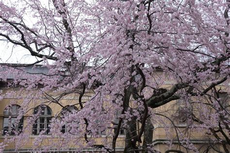 枝垂れ桜 写真共有サイトフォト蔵