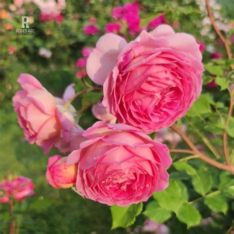 Jubilee Celebration Rose