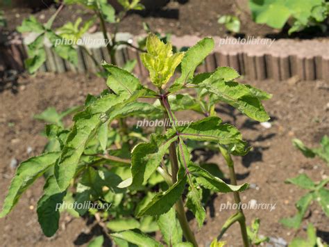 ノダケ 薬用植物 写真素材 4574062 フォトライブラリー photolibrary