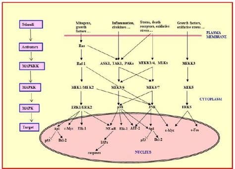 Mitogen Activated Protein Kinase Mapk Signaling Map Kinases Are