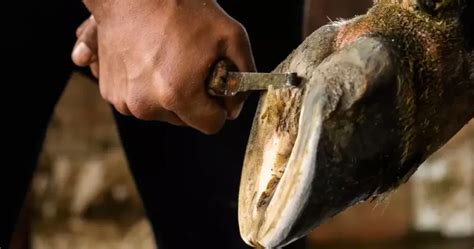 Podología y salud podal en el ganado bovino lechero Cooleche R L