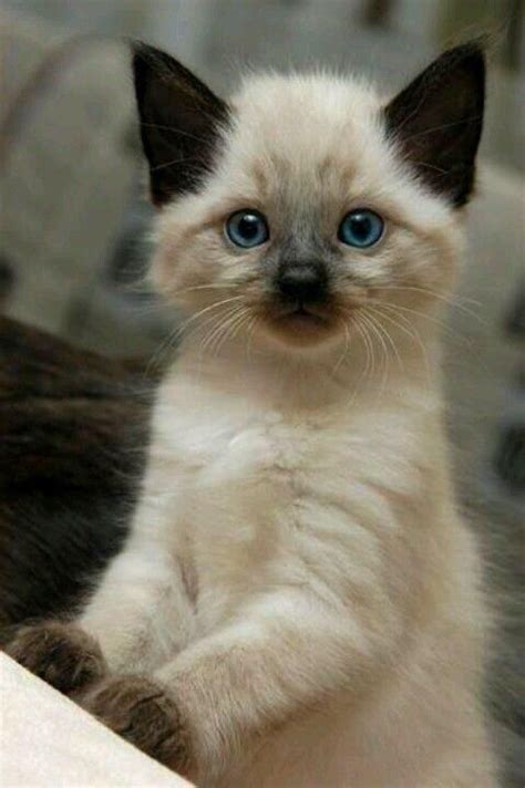 Royal Canin (royalcanin) - Profile | Pinterest