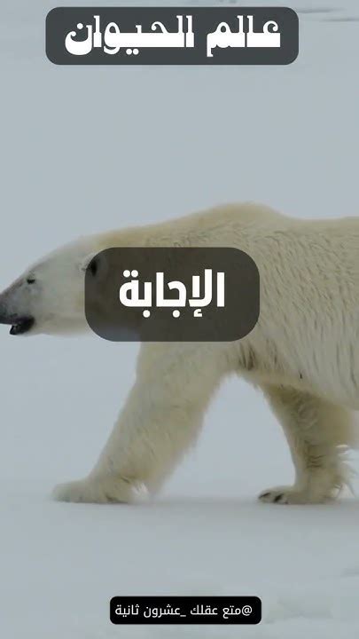 ما هو لون جلد الدب القطبي الموجود تحت الفرو الأبيض؟ Youtube