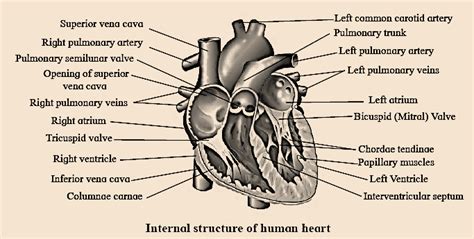 Notes Part 2 Class 12 Biology Chapter 8 Respiration And Circulation