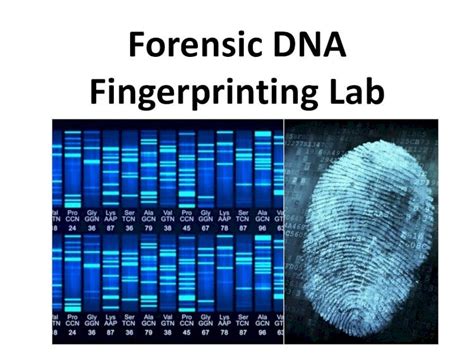 Pdf Forensic Dna Fingerprinting Labforensic Fingerprinting Lab
