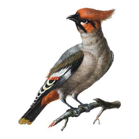 Exotic Bird Illustration 12662475 Png