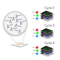 Codex Multiplexed Imaging Modality Overview