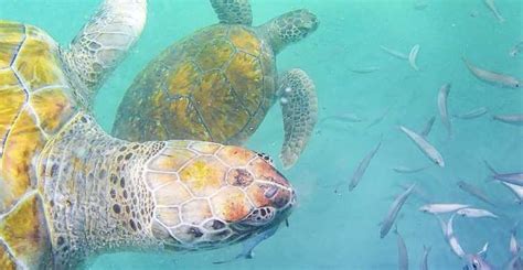 Mindelo Swim And Snorkel With Sea Turtles Getyourguide