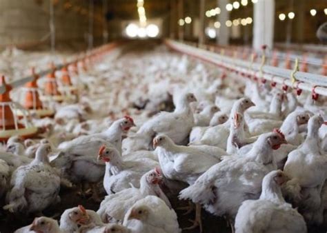 德國兩州爆高致病性h5n1 食安叫停禽類產品輸港｜即時新聞｜港澳｜oncc東網