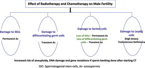 Effect Of Radiotherapy And Chemotherapy On Male Fertility Download