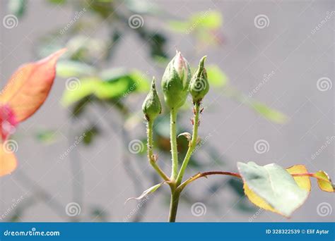 Plant Lice Covering Rose Buds Plant Diseases Stock Image Image Of