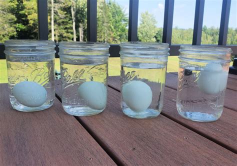 The Float Test For Egg Freshness Fresh Eggs Daily Lisa Steele