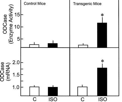 Expression And Activity Of Ornithine Decarboxylase Odc In Mice