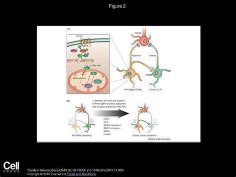 Marcelo O Dietrich Tamas L Horvath Trends In Neurosciences Ppt