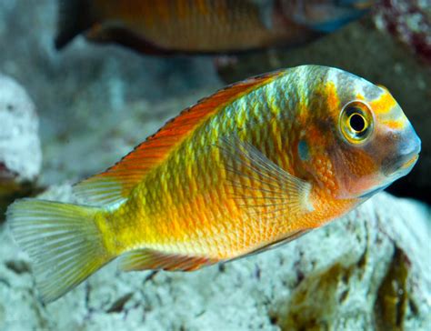 Tropheus Cichlid