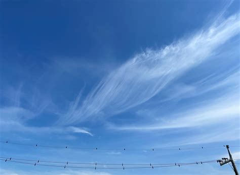 不死鳥 羽が凄く綺麗だった 不死鳥