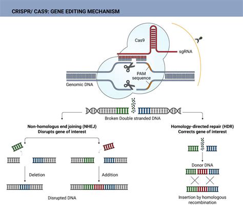 How Does Crispr Therapy Operate In Gene Therapy