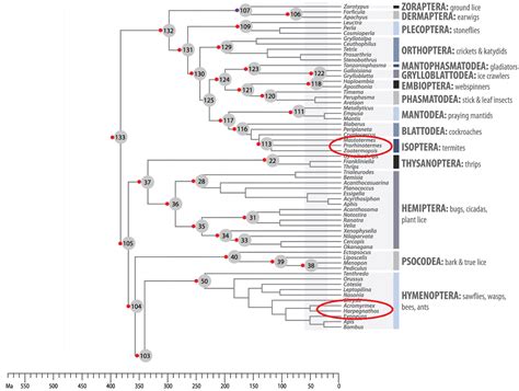Ant Or Termite Alexs Ants